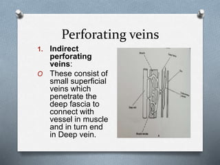 Anatomy of venous system of lower limb | PPTX