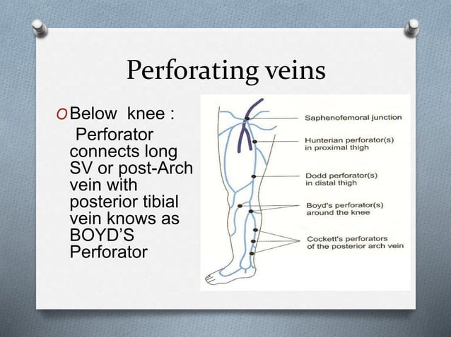 Anatomy of venous system of lower limb | PPTX