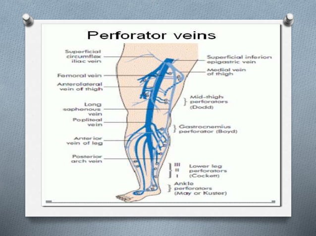 Anatomy of venous system of lower limb | PPTX