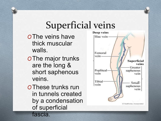 Anatomy of venous system of lower limb | PPTX