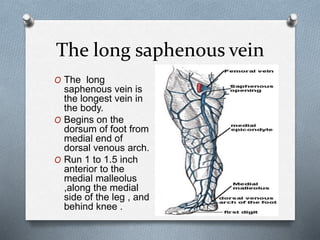 Anatomy of venous system of lower limb | PPTX