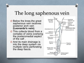 Anatomy of venous system of lower limb | PPTX