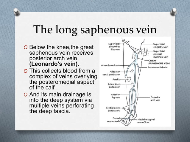 Anatomy of venous system of lower limb | PPTX