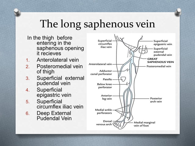 Anatomy of venous system of lower limb