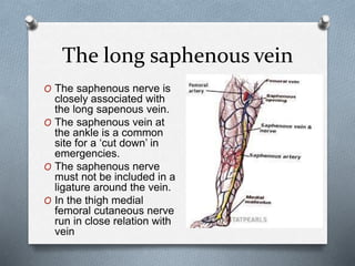 Greater Saphenous Vein Cat