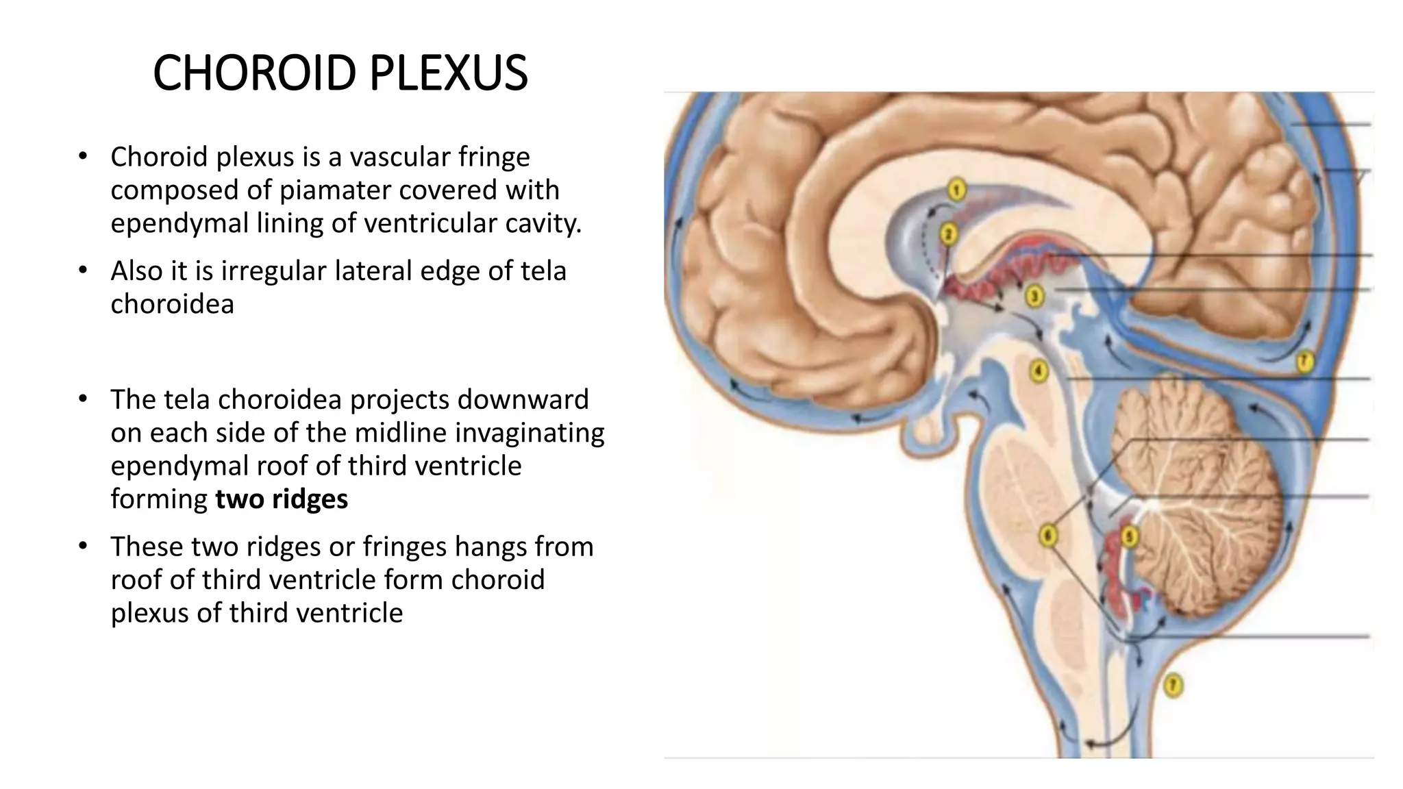 ANATOMY OF VENTRICLES OF BRAIN | PPTX