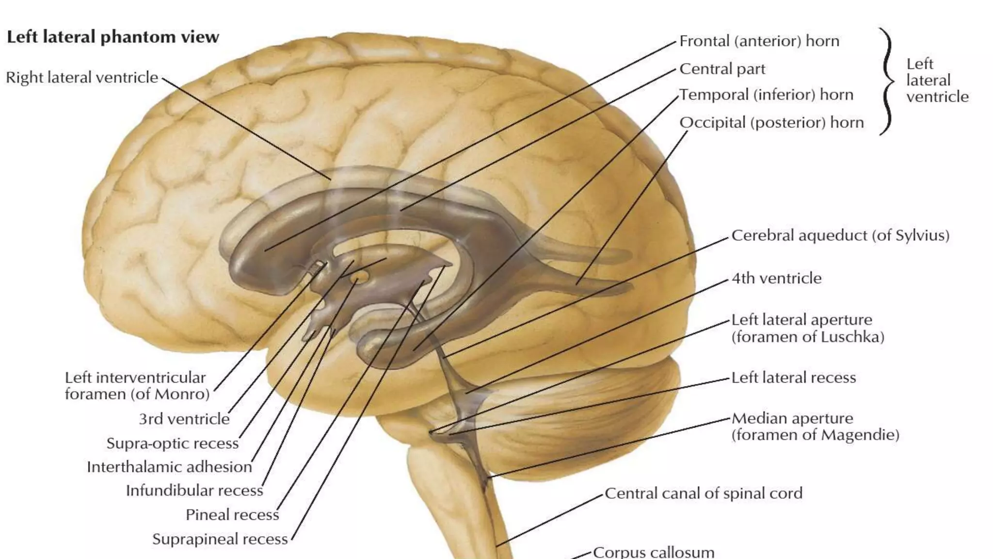 ANATOMY OF VENTRICLES OF BRAIN | PPTX