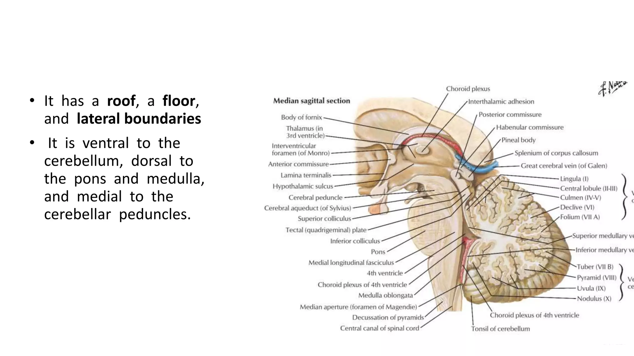 ANATOMY OF VENTRICLES OF BRAIN | PPTX