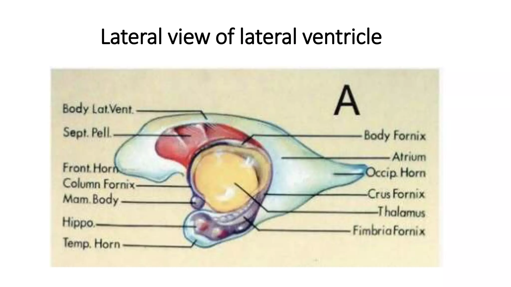 ANATOMY OF VENTRICLES OF BRAIN | PPTX