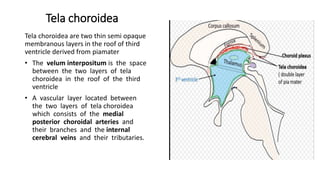 ANATOMY OF VENTRICLES OF BRAIN | PPTX