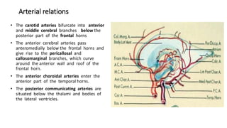 ANATOMY OF VENTRICLES OF BRAIN | PPTX
