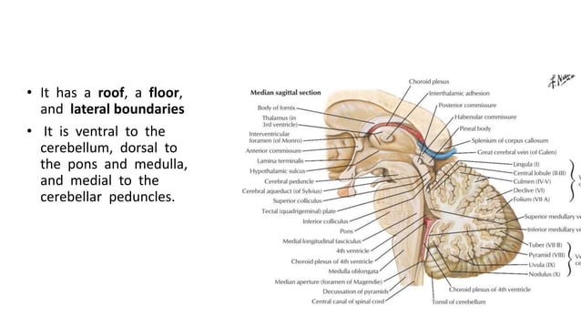 ANATOMY OF VENTRICLES OF BRAIN | PPTX