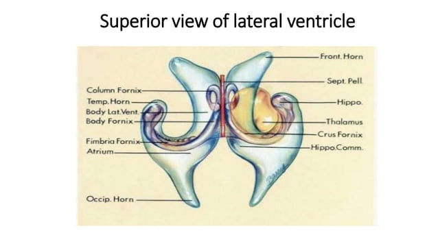 ANATOMY OF VENTRICLES OF BRAIN | PPTX