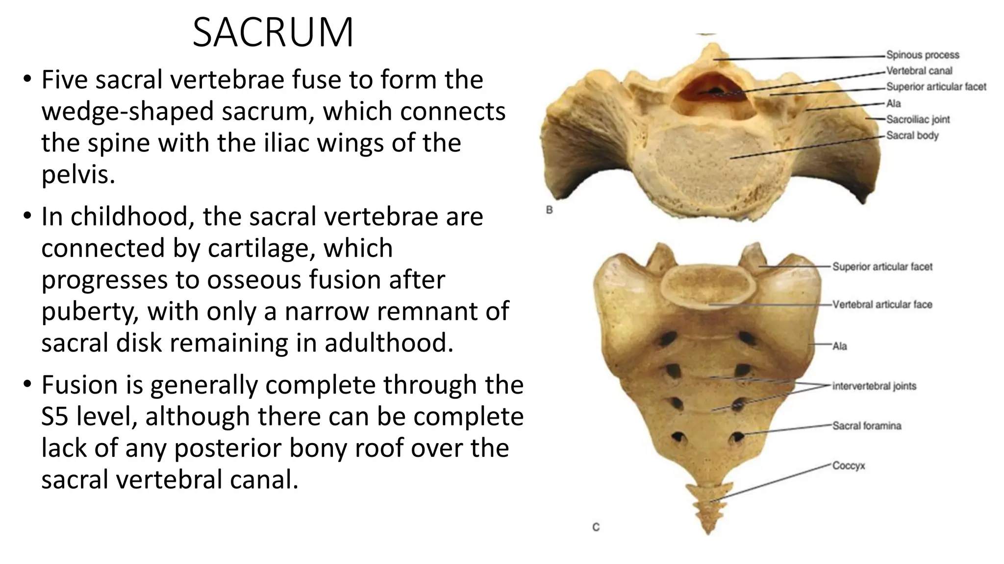 anatomy of vertebral column.pptx
