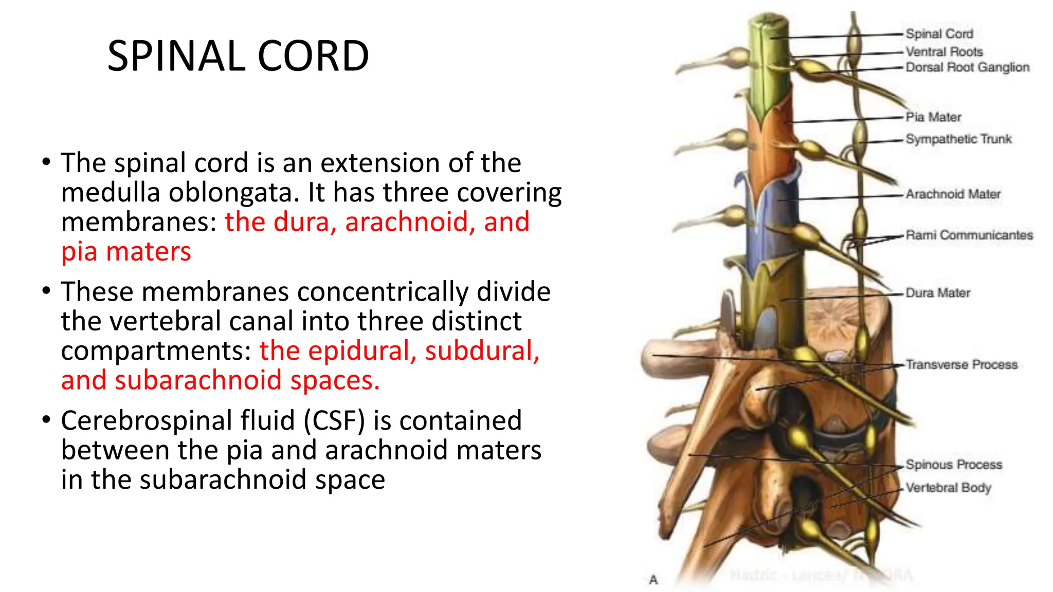 anatomy of vertebral column.pptx