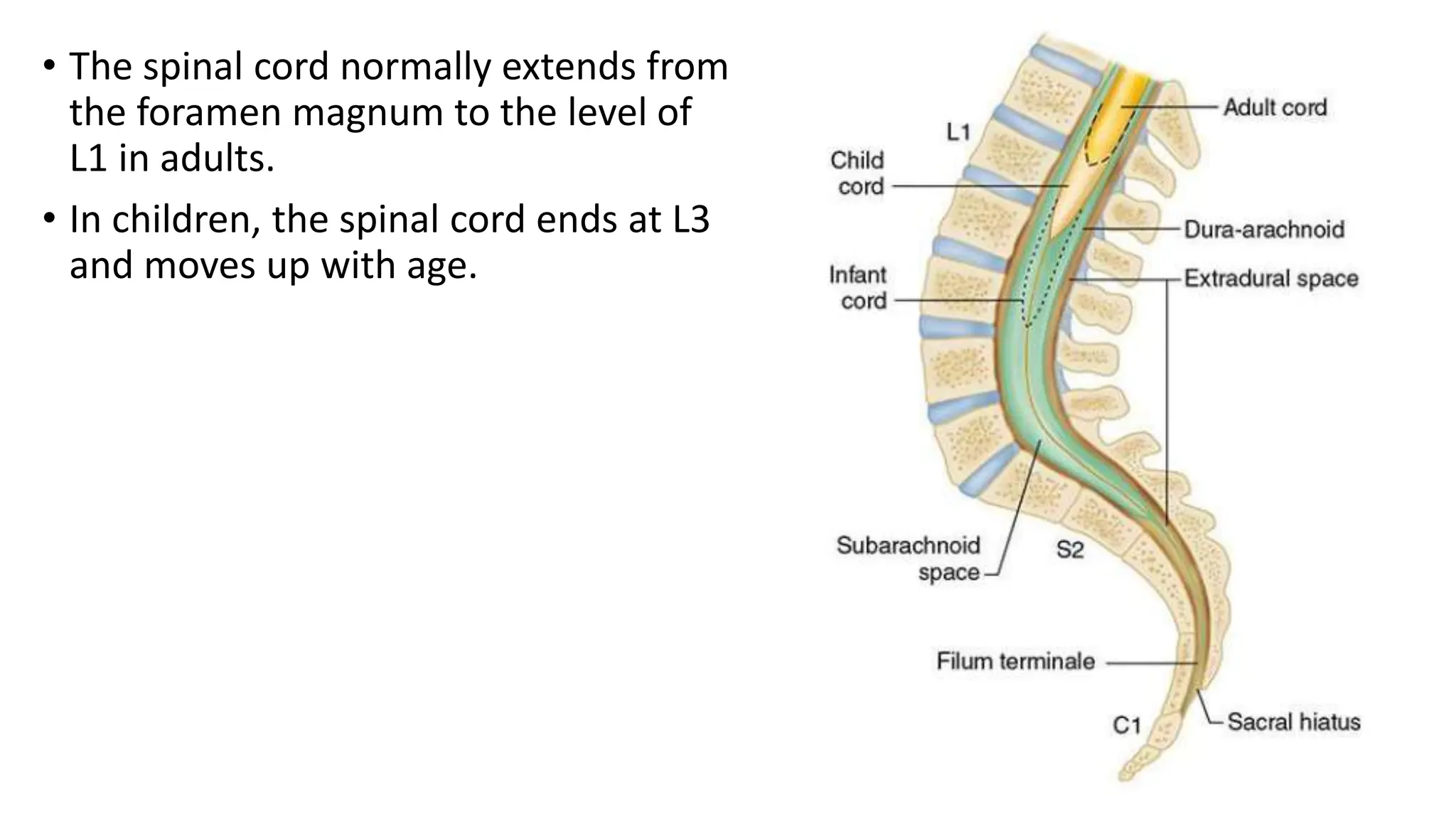 anatomy of vertebral column.pptx