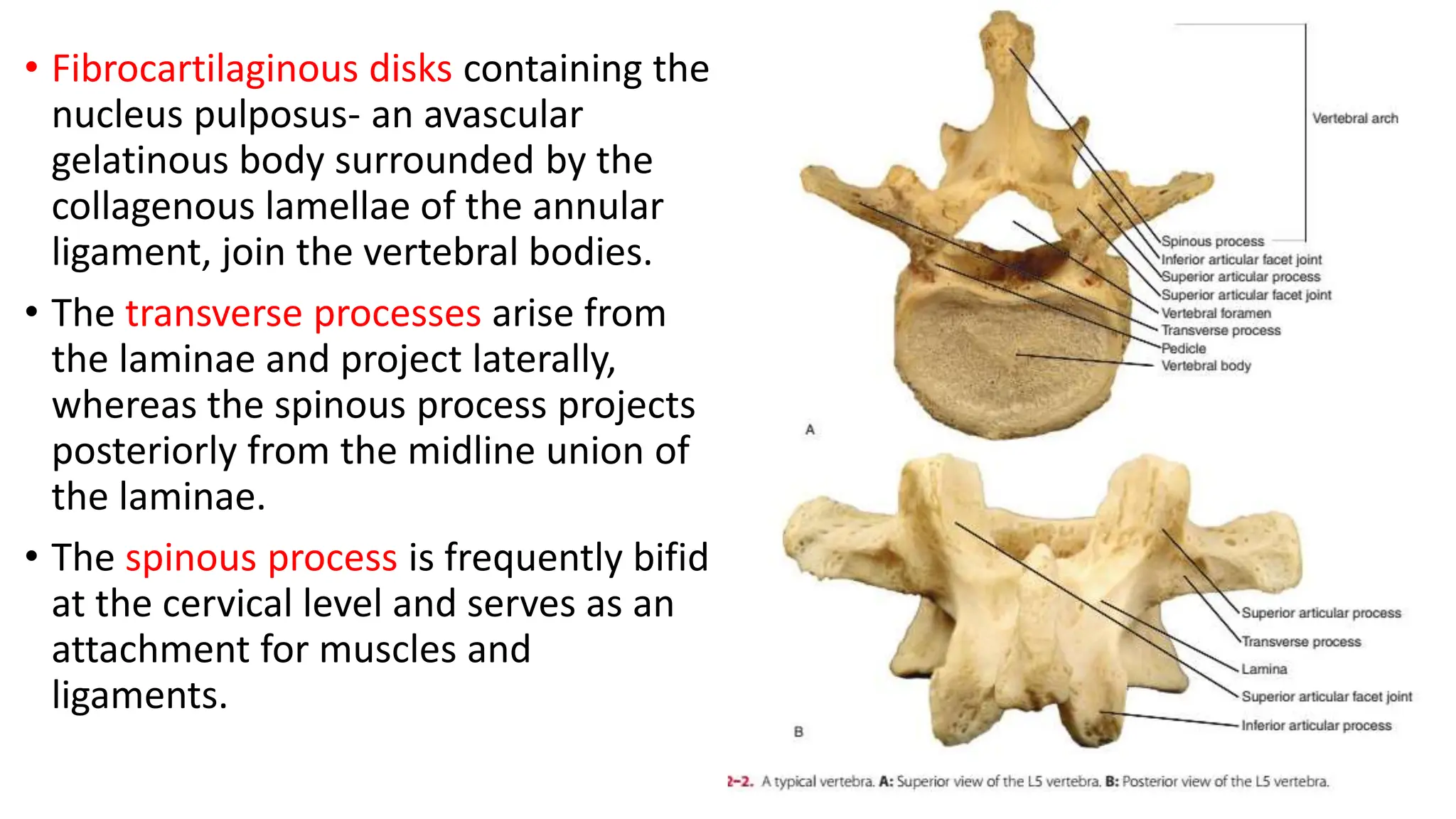 anatomy of vertebral column.pptx