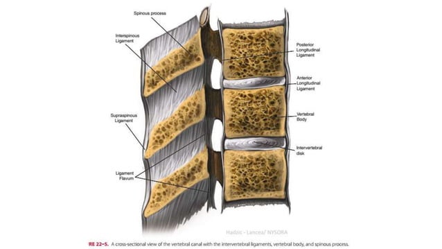 anatomy of vertebral column.pptx