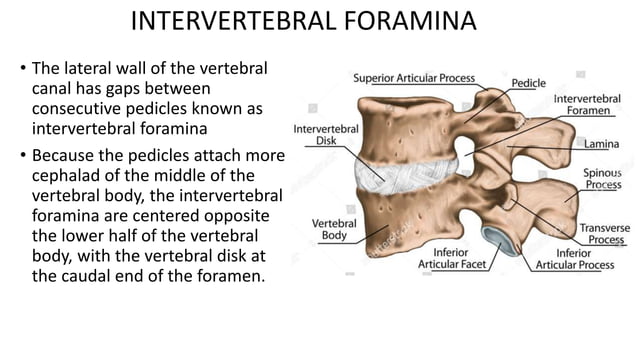 anatomy of vertebral column.pptx