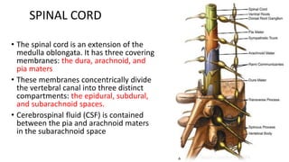 anatomy of vertebral column.pptx