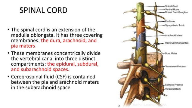 anatomy of vertebral column.pptx