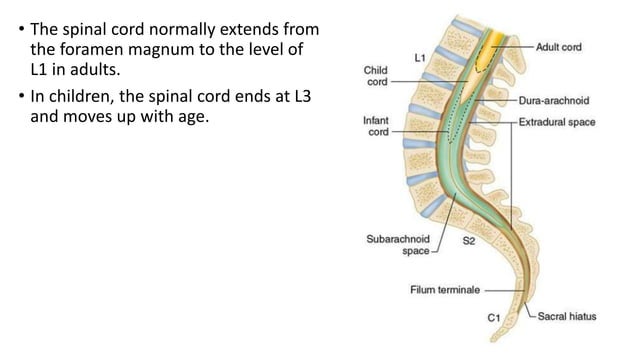 anatomy of vertebral column.pptx