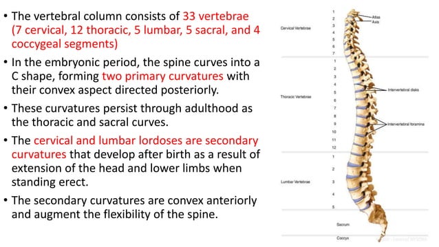 anatomy of vertebral column.pptx
