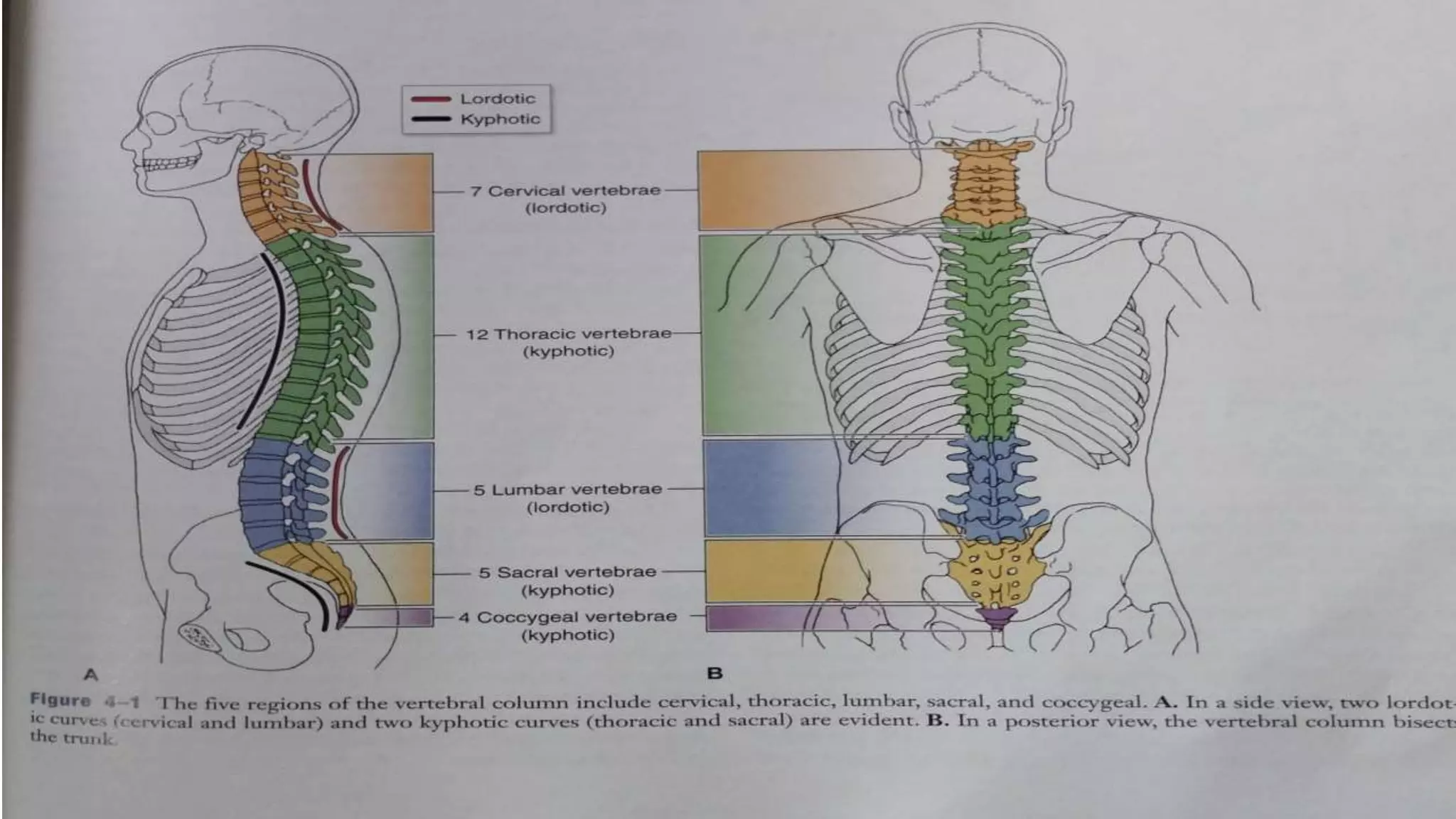 Anatomy of vertebral column_1_2.pptx
