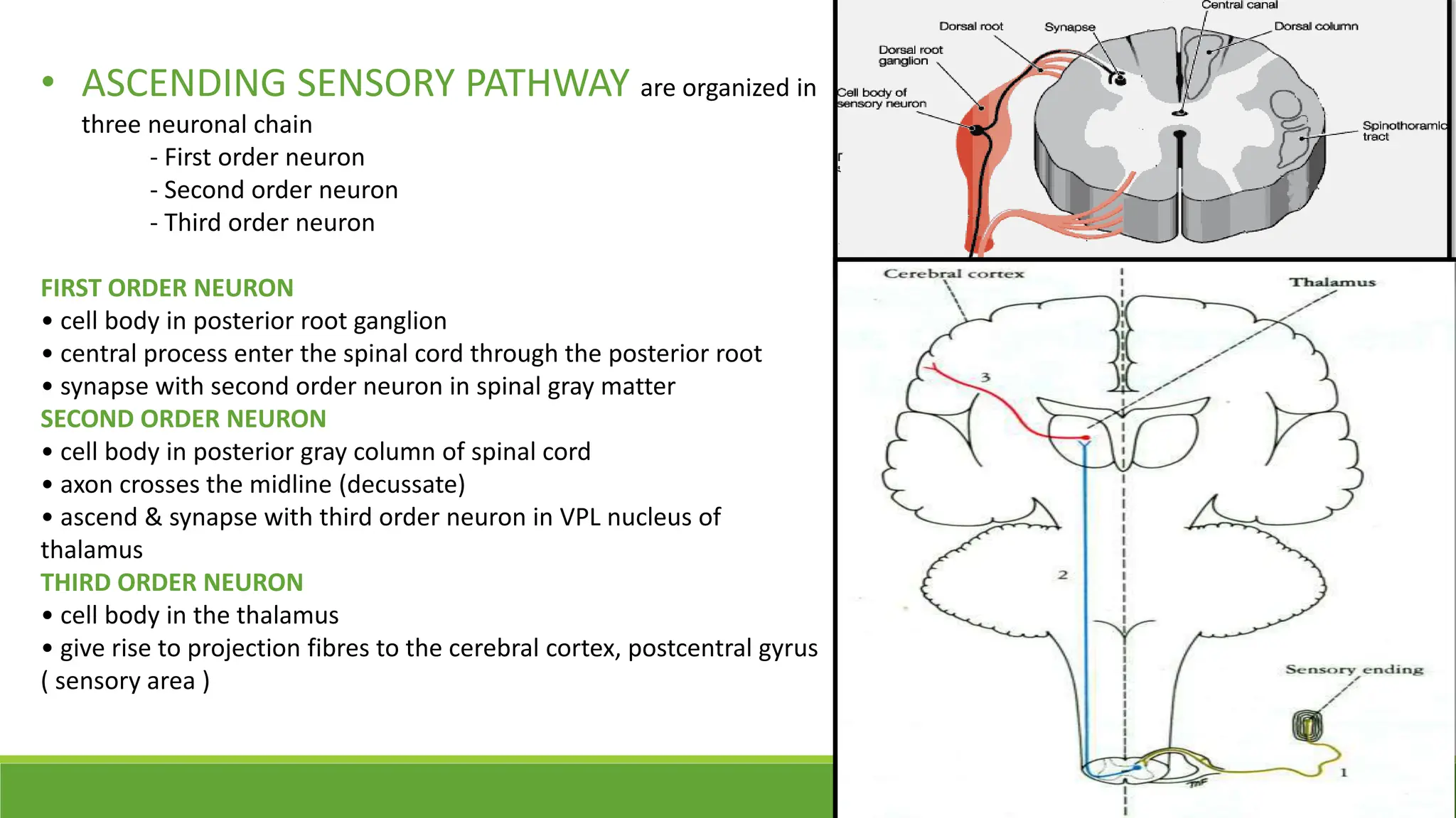 ANATOMY OF VERTEBRAL COLUMN AND SPINAL CORD.pptx