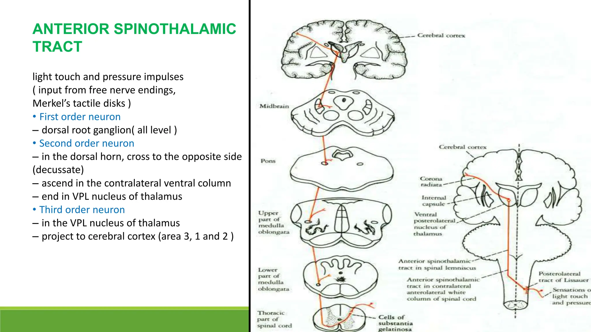 ANATOMY OF VERTEBRAL COLUMN AND SPINAL CORD.pptx