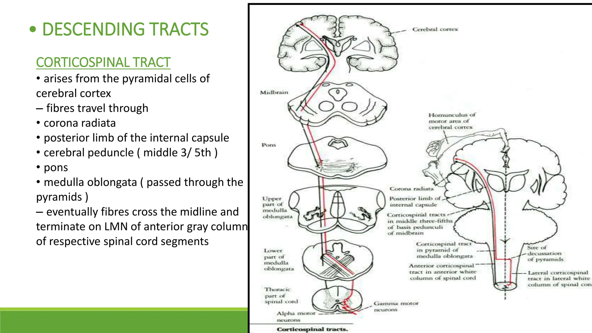 ANATOMY OF VERTEBRAL COLUMN AND SPINAL CORD.pptx