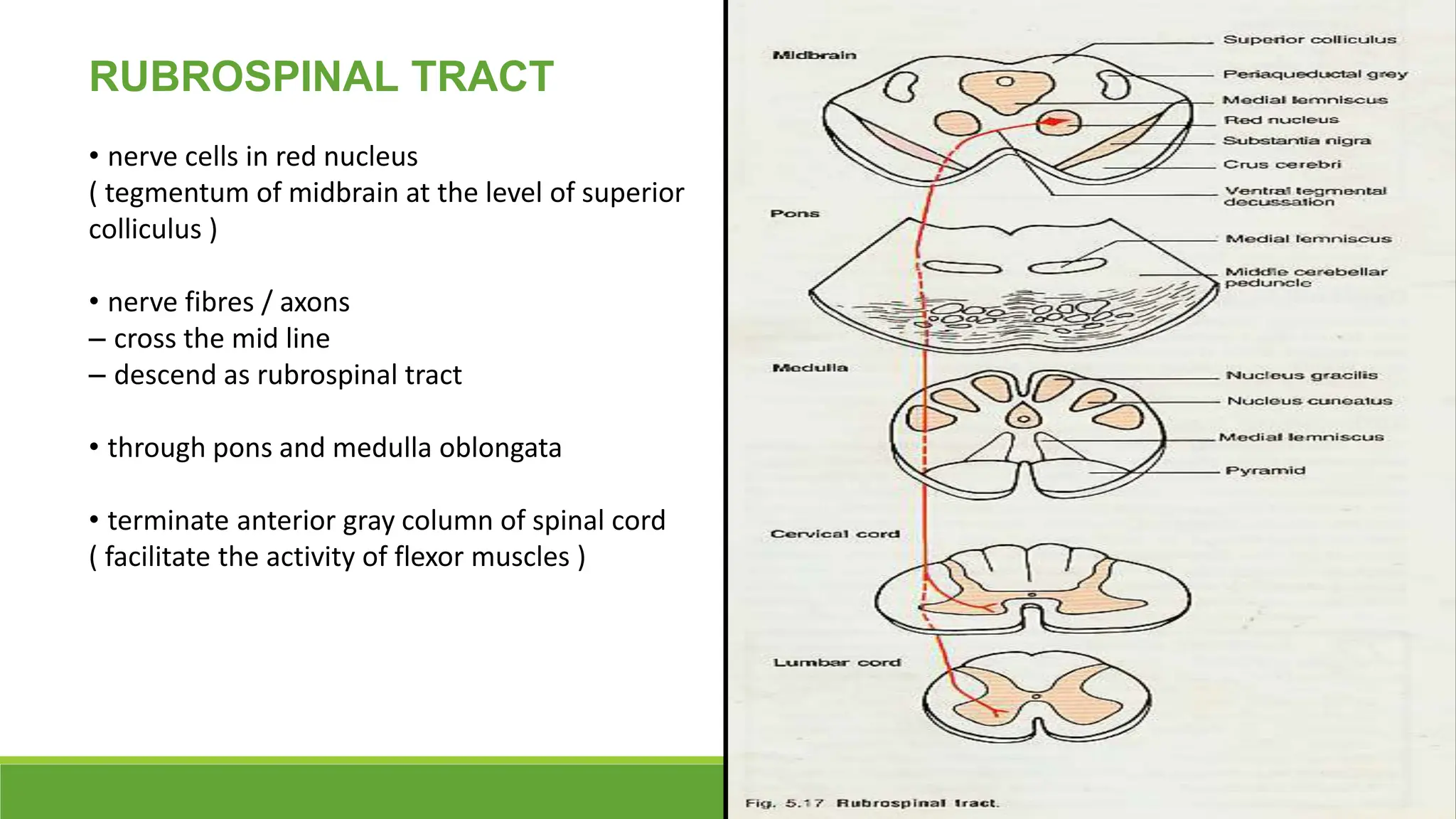 ANATOMY OF VERTEBRAL COLUMN AND SPINAL CORD.pptx