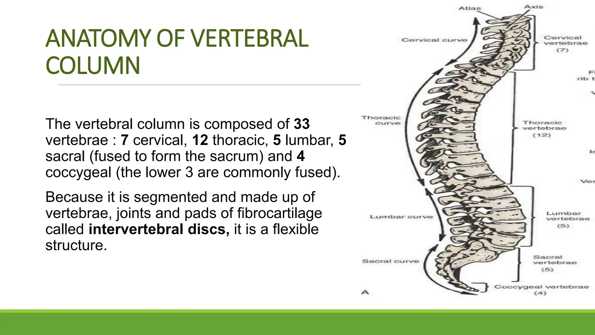 ANATOMY OF VERTEBRAL COLUMN AND SPINAL CORD.pptx