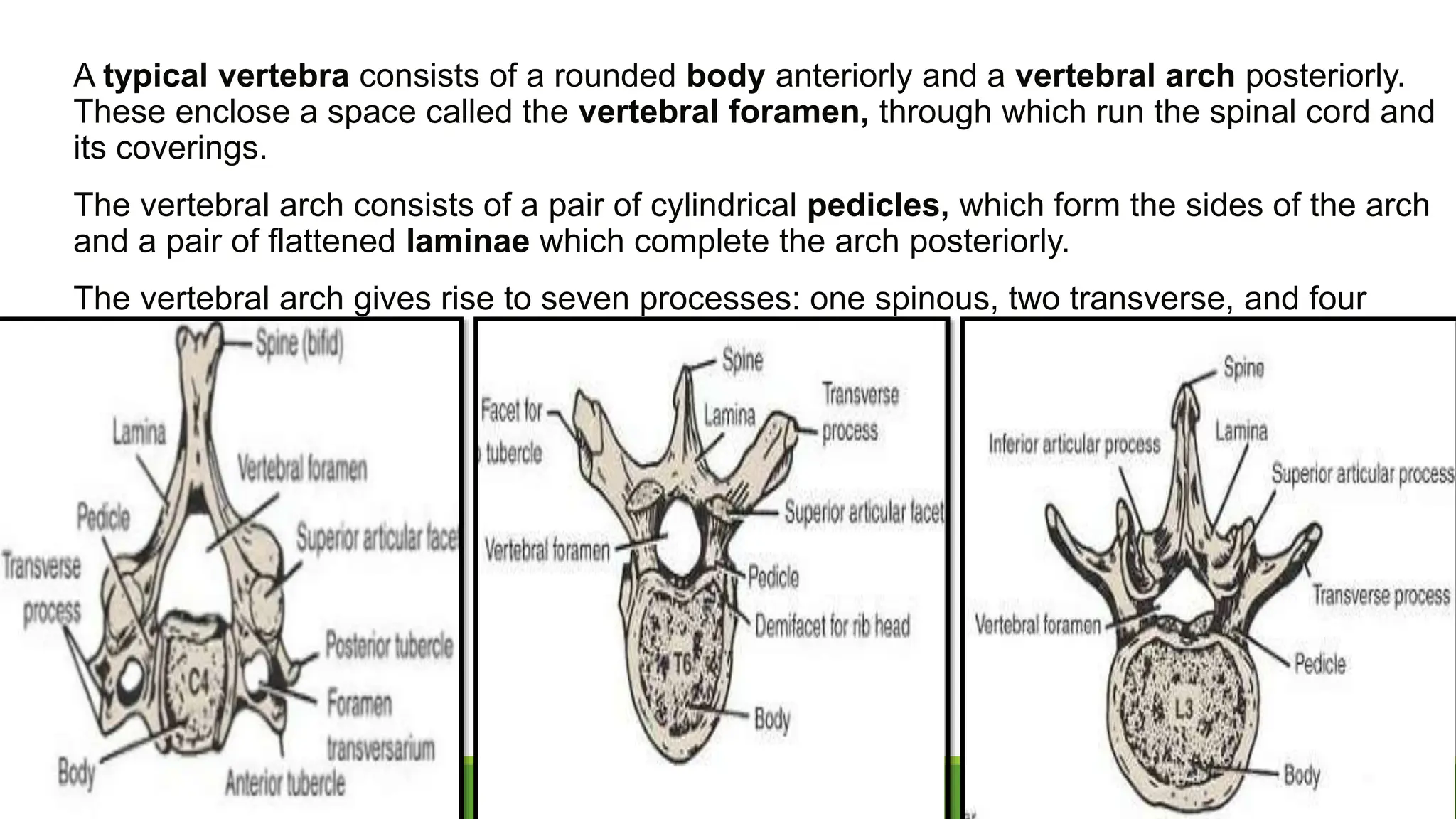 ANATOMY OF VERTEBRAL COLUMN AND SPINAL CORD.pptx