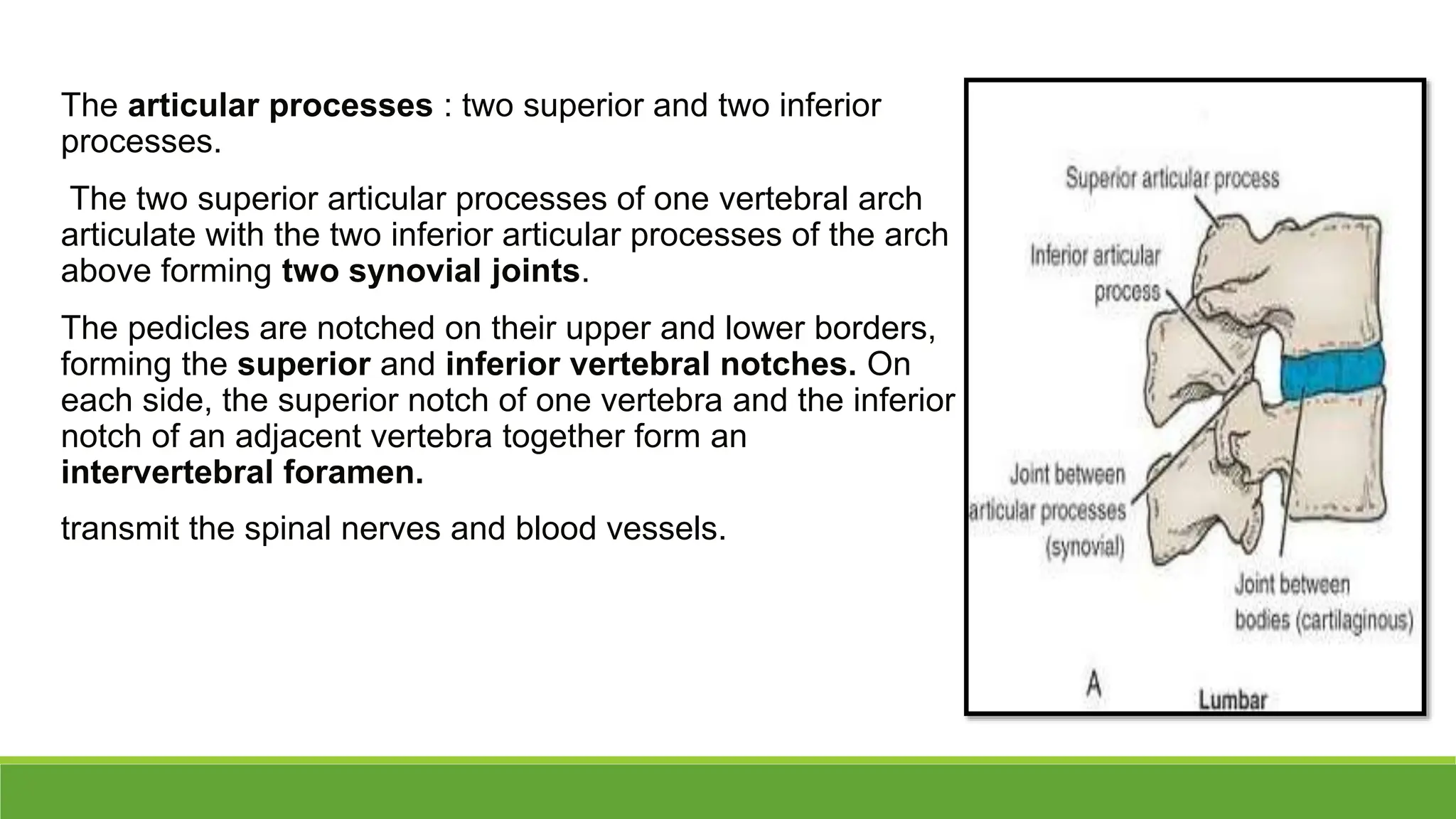ANATOMY OF VERTEBRAL COLUMN AND SPINAL CORD.pptx
