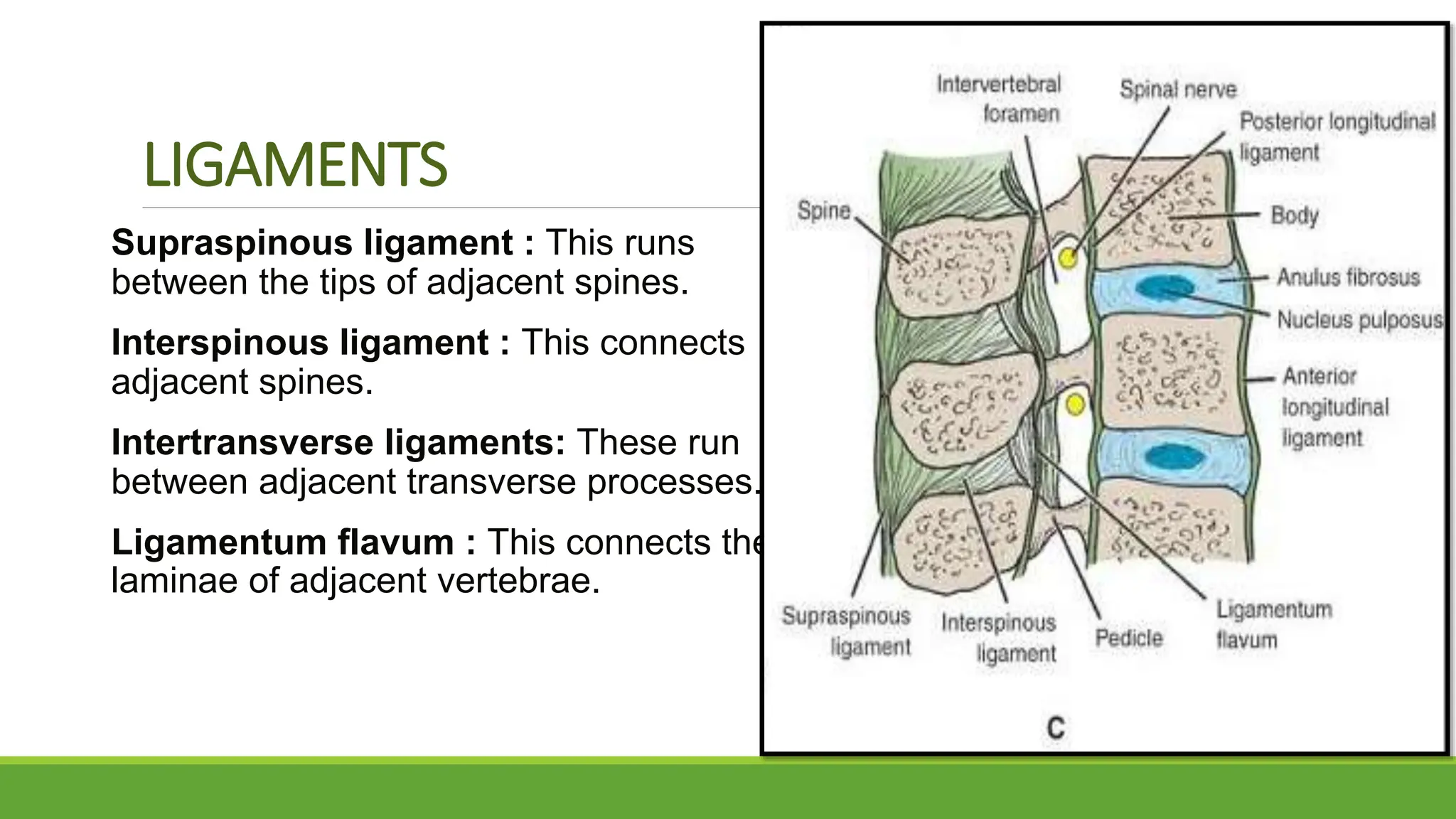 ANATOMY OF VERTEBRAL COLUMN AND SPINAL CORD.pptx