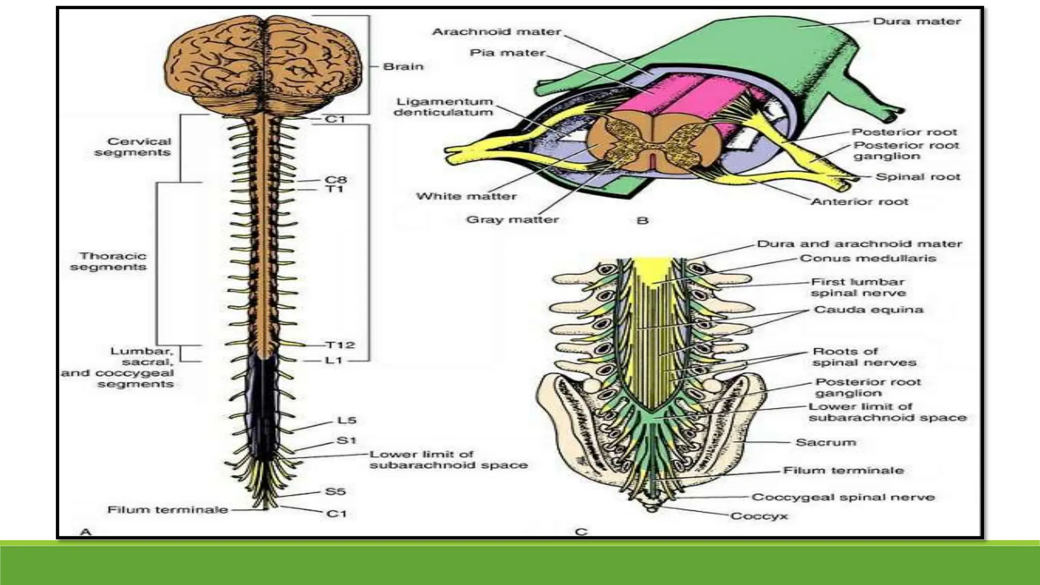 ANATOMY OF VERTEBRAL COLUMN AND SPINAL CORD.pptx