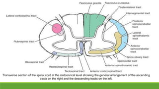 ANATOMY OF VERTEBRAL COLUMN AND SPINAL CORD.pptx