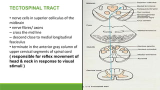 ANATOMY OF VERTEBRAL COLUMN AND SPINAL CORD.pptx
