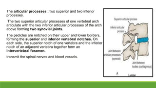 ANATOMY OF VERTEBRAL COLUMN AND SPINAL CORD.pptx