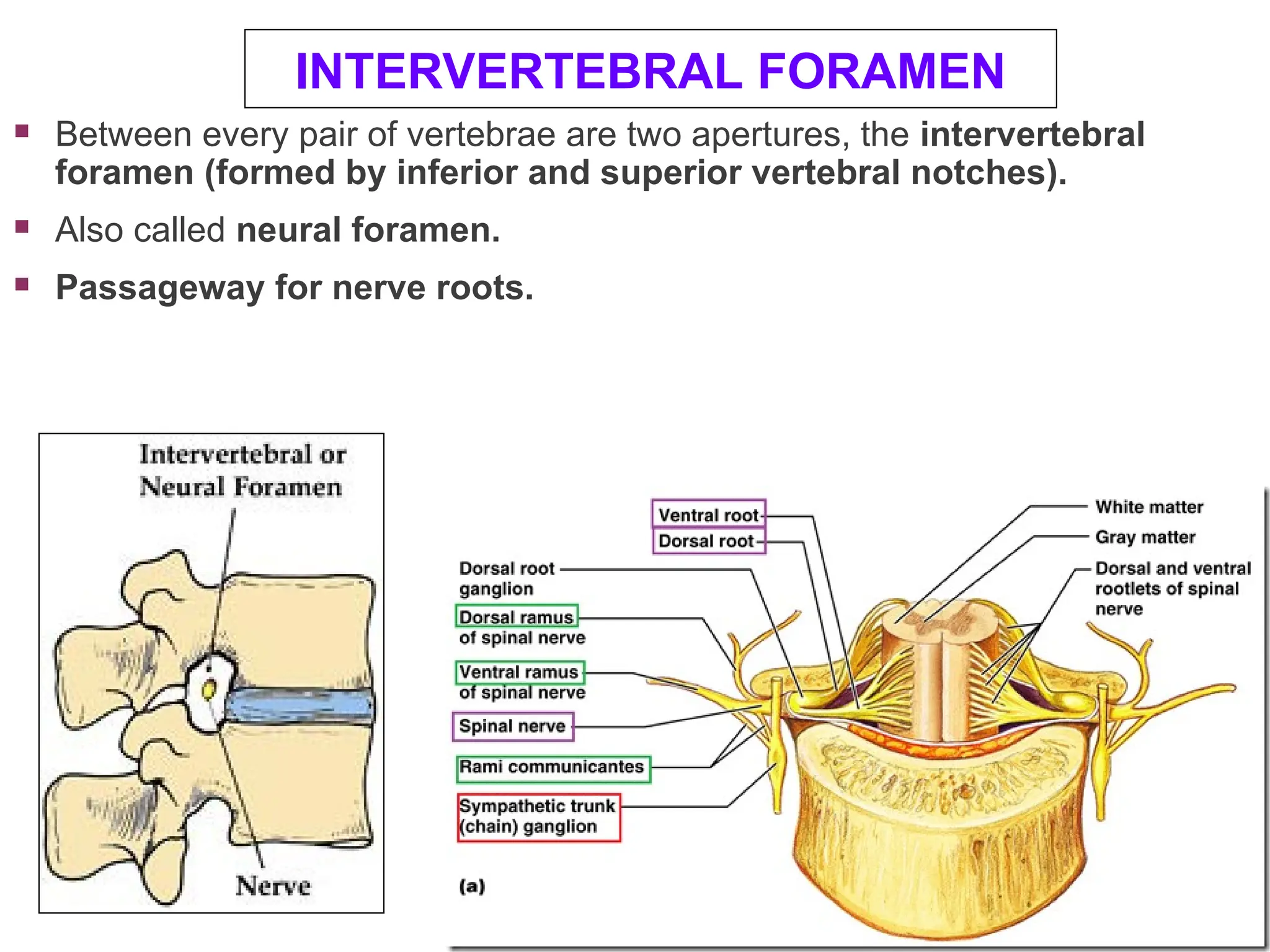 Anatomy of Vertebral Column and Spinal Cord.ppt