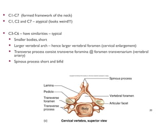 Anatomy of Vertebral Column and Spinal Cord.ppt