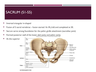 Anatomy of Vertebral Column and Spinal Cord.ppt