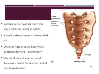 Anatomy of Vertebral Column and Spinal Cord.ppt