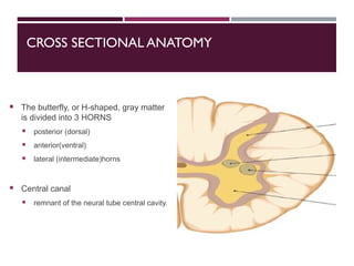 Anatomy of Vertebral Column and Spinal Cord.ppt