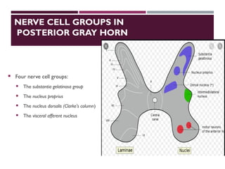 Anatomy of Vertebral Column and Spinal Cord.ppt