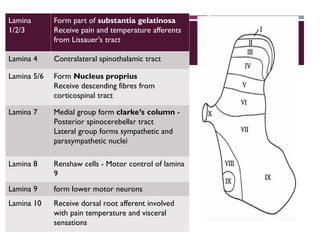 Anatomy of Vertebral Column and Spinal Cord.ppt