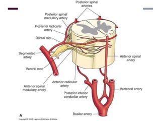 Anatomy of Vertebral Column and Spinal Cord.ppt