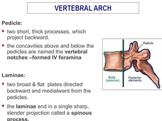 Anatomy of Vertebral Column and Spinal Cord.ppt