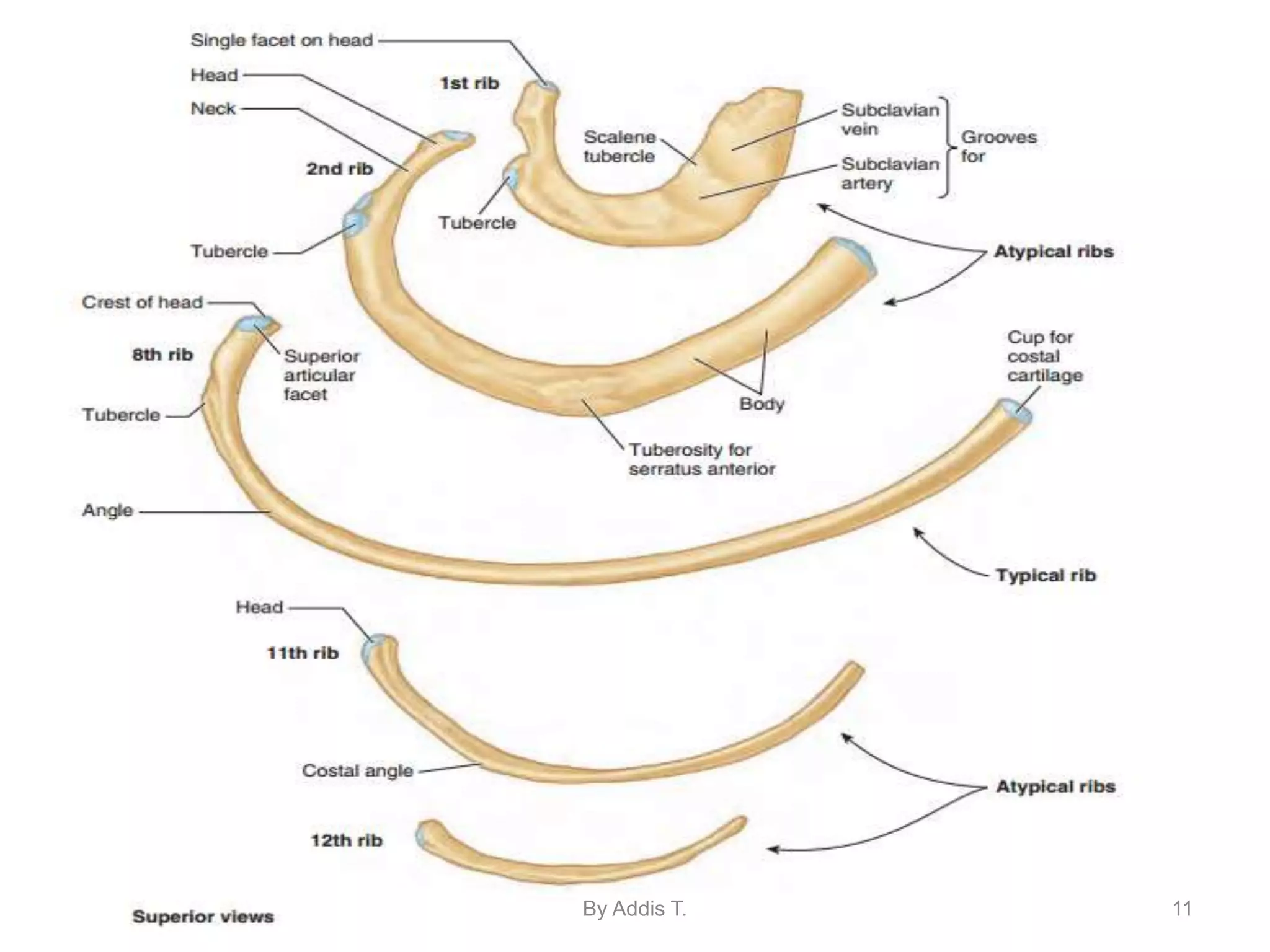 Anatomy of Vertebral column for physioterapy (4).ppt
